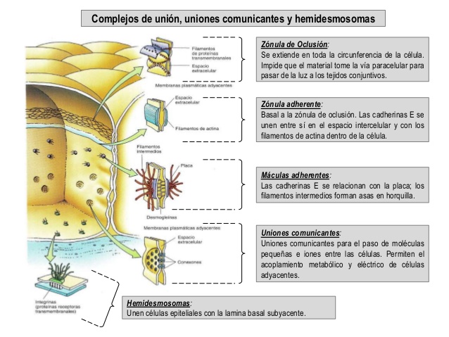 Ciencias biológicas: UNIONES CELULARES. CARAS LATERALES