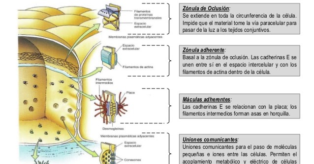 Ciencias biológicas: UNIONES CELULARES. CARAS LATERALES
