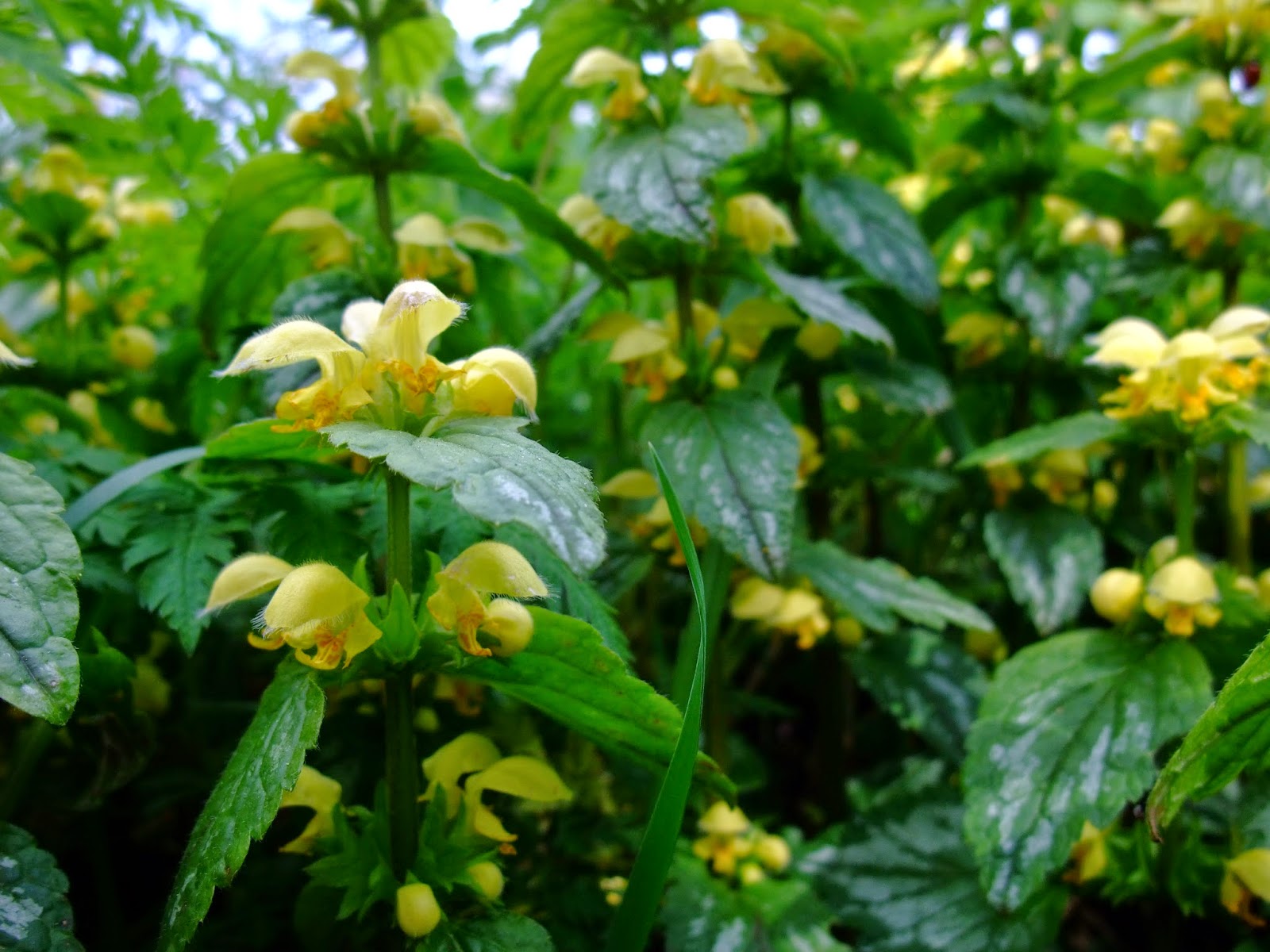 HERBAL PICNIC: YELLOW ARCHANGEL