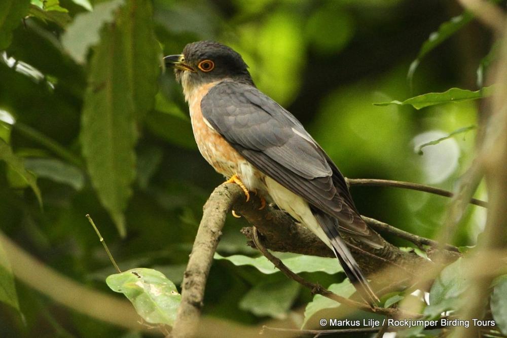 Tierra de cucos, cuclillos, críalos, turacos: Cuco huidizo (Hierococcyx ...