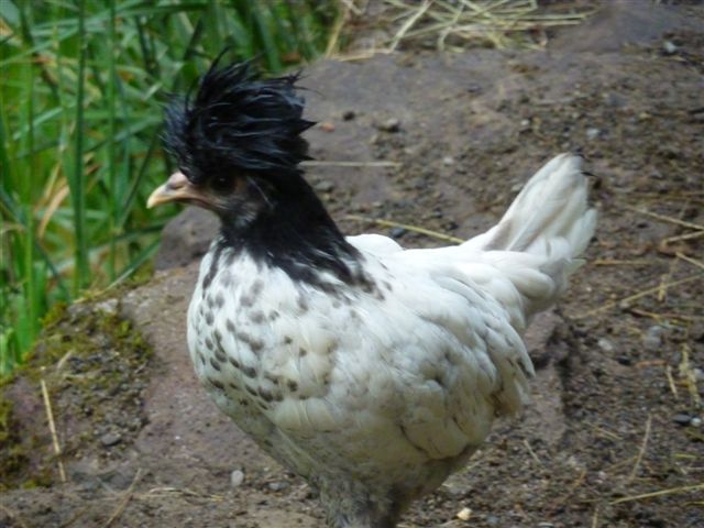 RichCat 山羊居: Chicken Breeds 各色雞種