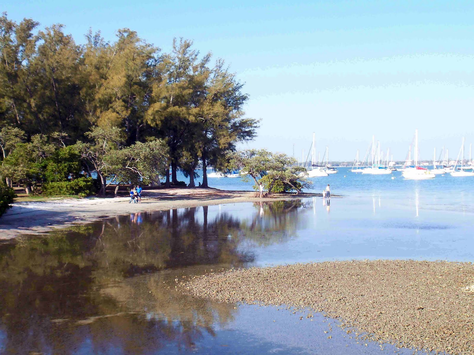 Southwest Florida Shoreline Studies: Mesoglea