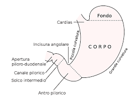 Maurelli Giulia scienze: Apparato digerente - STOMACO