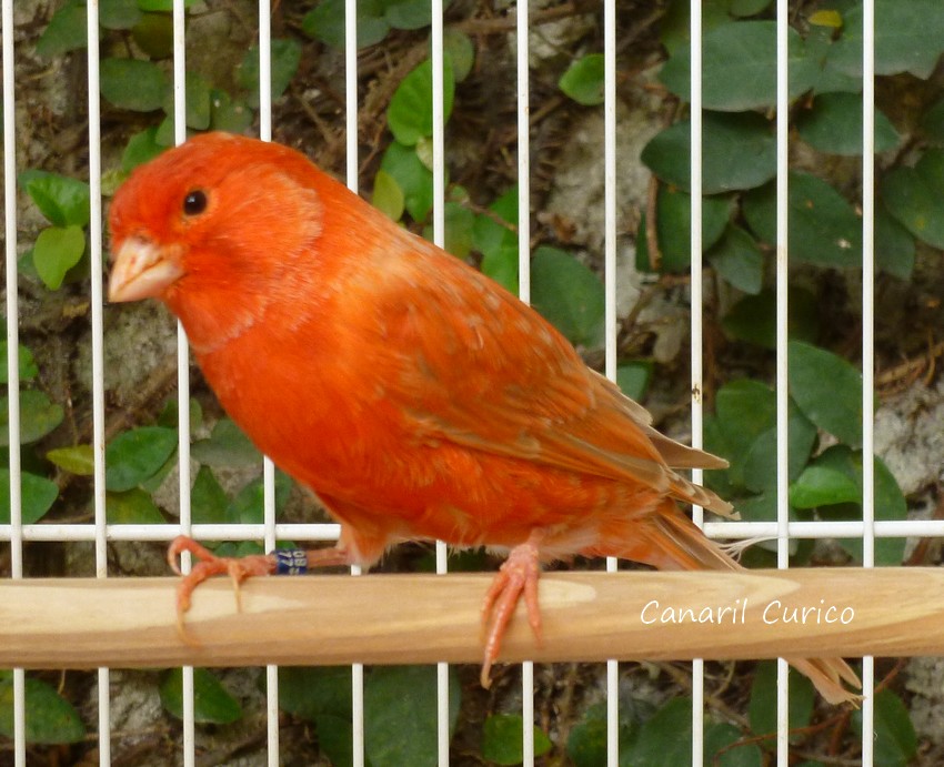 Canaril Curico - Canário de Cor: Isabel Vermelho Nevado - Filhotes 2011