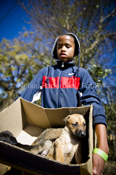 Nelius Rademan: Pit Bulls and Puppy's