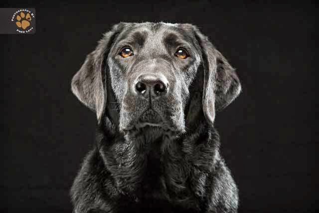 Fotos de perros de color negro para motivar a su adopción - Seamos Mas ...