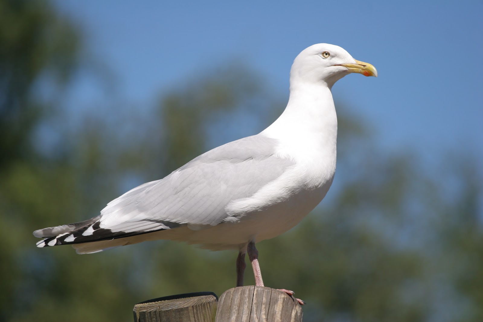 Wild life: cute gull | wild birds
