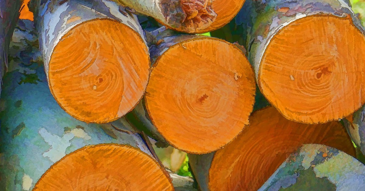 A picture a day: Fresh cut trees