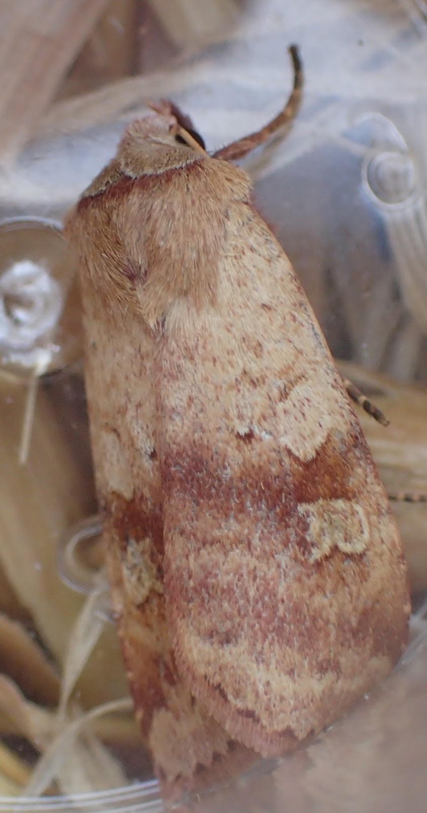 Ceredigion Moths: Northern Rustic and friends at Wallog