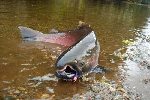 Ode to a Dead Salmon