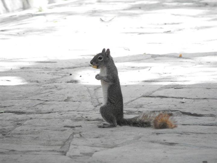 Escalofriorgasmicosmicuántico: Loricosas de Chipinque