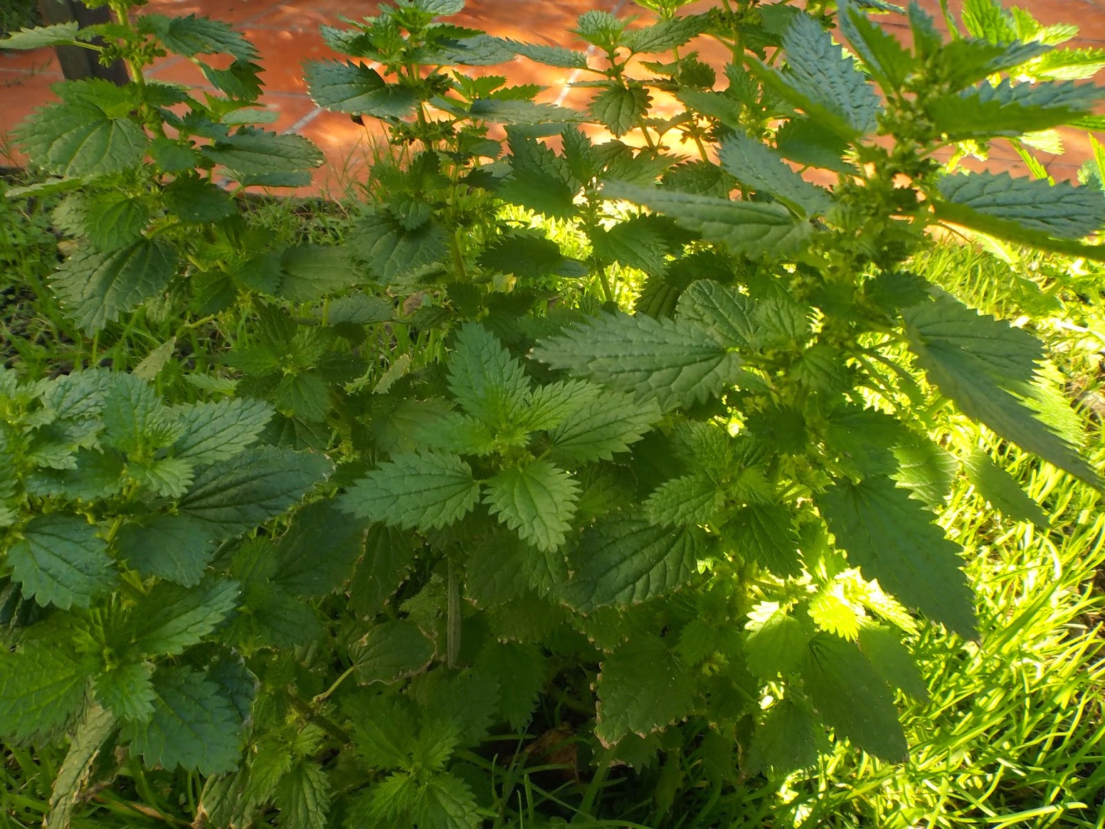 BLOGS DEL Prof . WILFREDO MAGALLANES ALMADA .: LA ORTIGA Y SUS ...