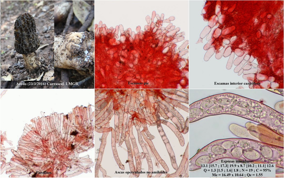 Microscopía de hongos. Vol 3. L - N: Morchella elata