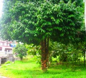 MENGENAL POHON KEPEL ATAU BUHAROL - Trik dan Tips Budidaya