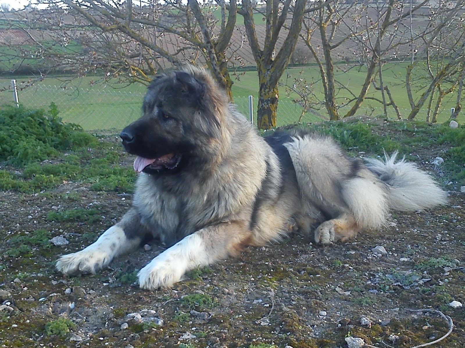 PASTOR DEL CAUCASO DENOMAR: Hembras: