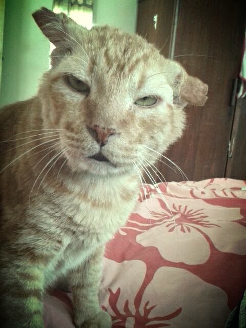 I Have Seen The Whole Of The Internet: Scarface The Singapore Celebrity ...