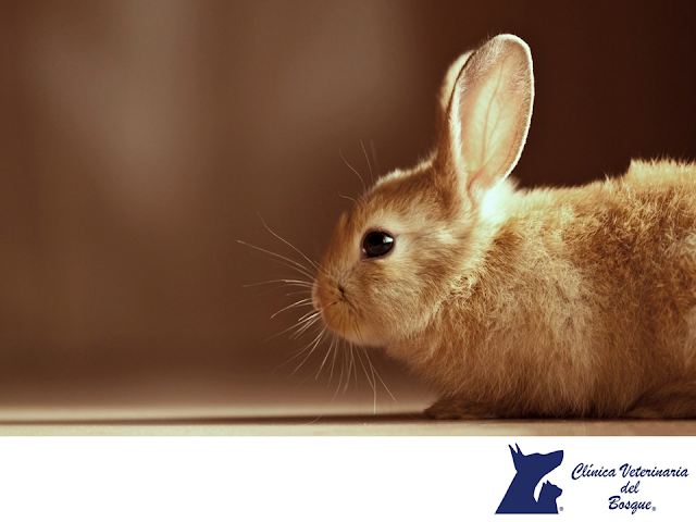 TIPS PARA MASCOTAS: ¿Qué es la miasis en conejos? CLÍNICA VETERINARIA ...