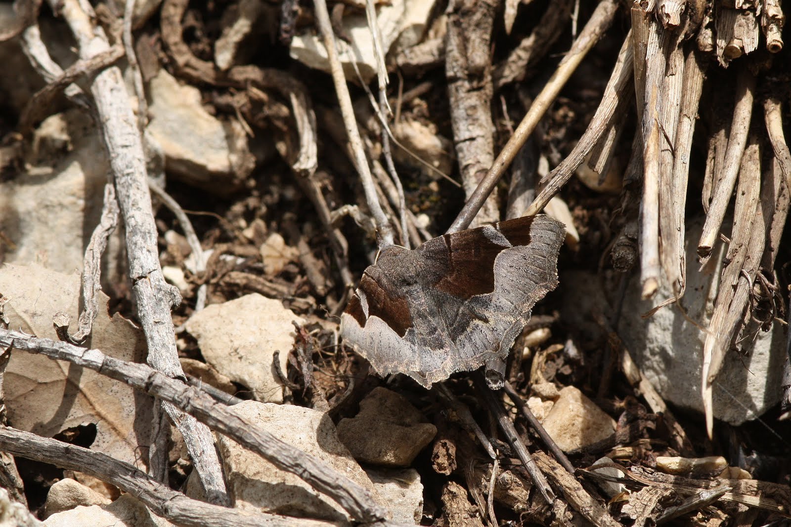 Picodrome: Bentael III : la vengeance