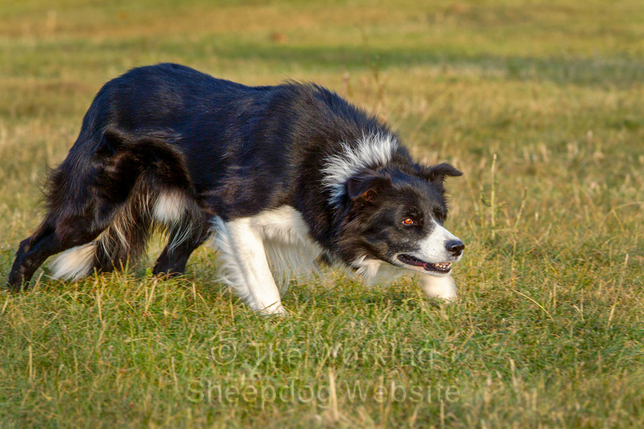 Functional Fitness with Willem Marais: On Sheep, Wolves, and Sheepdogs ...