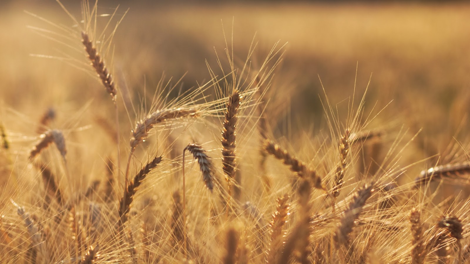 The Global Miller: 03/01/2018: Speed breeding allows for six ...