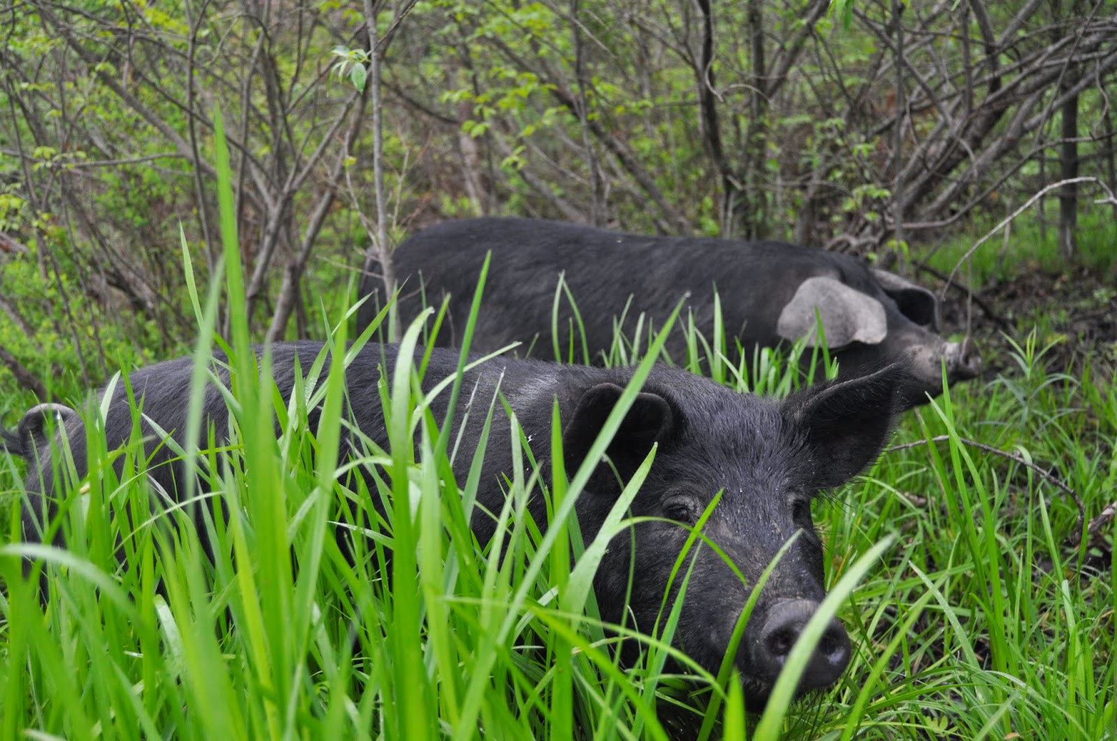 Climbing Tree Farm: Beautiful Morning at Climbing Tree Farm/ Young Pig ...