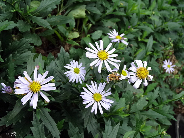 雨玹: 馬蘭(雞兒腸)/Field Aster