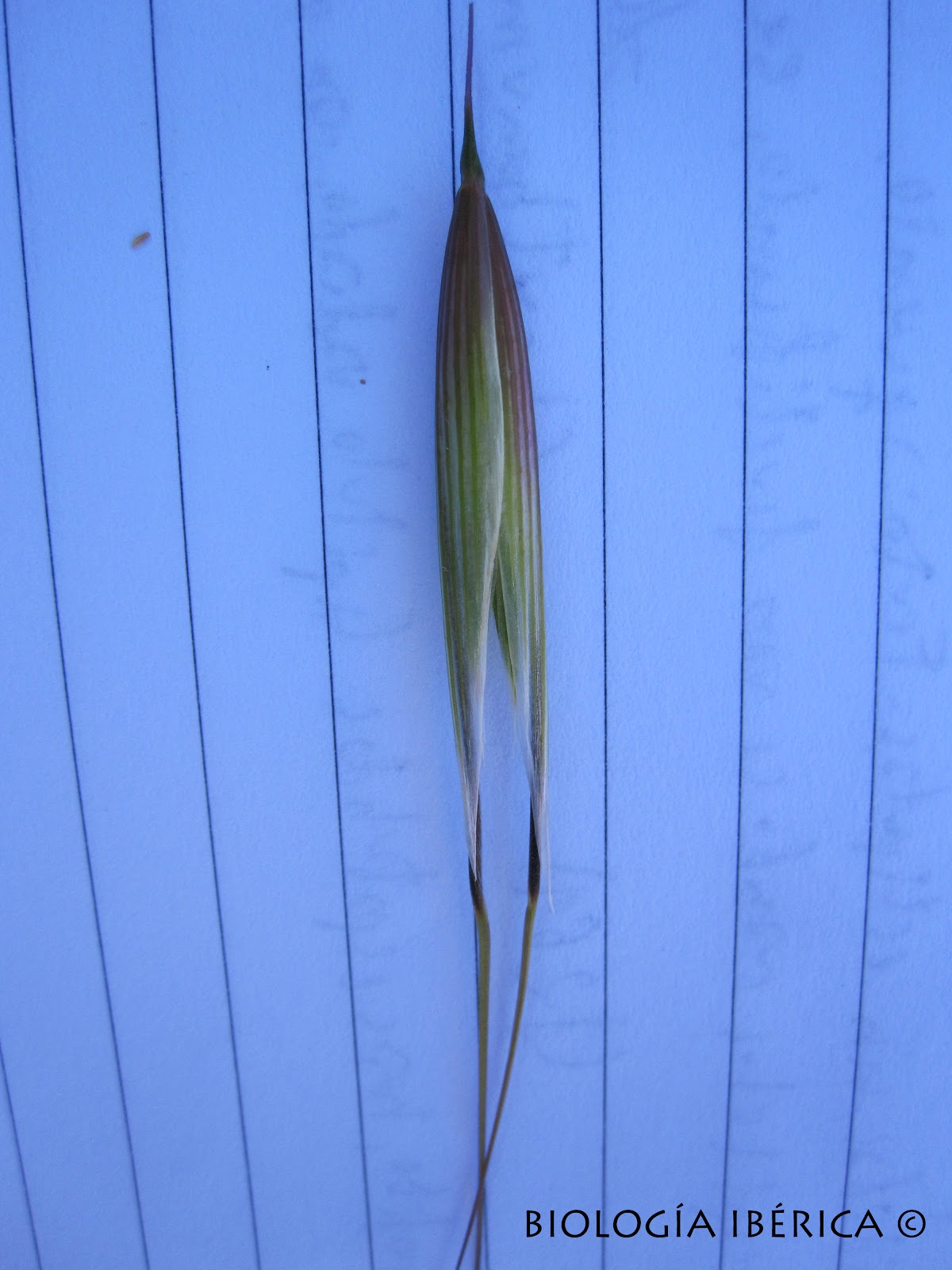Biología Ibérica: Listado plantas con foto