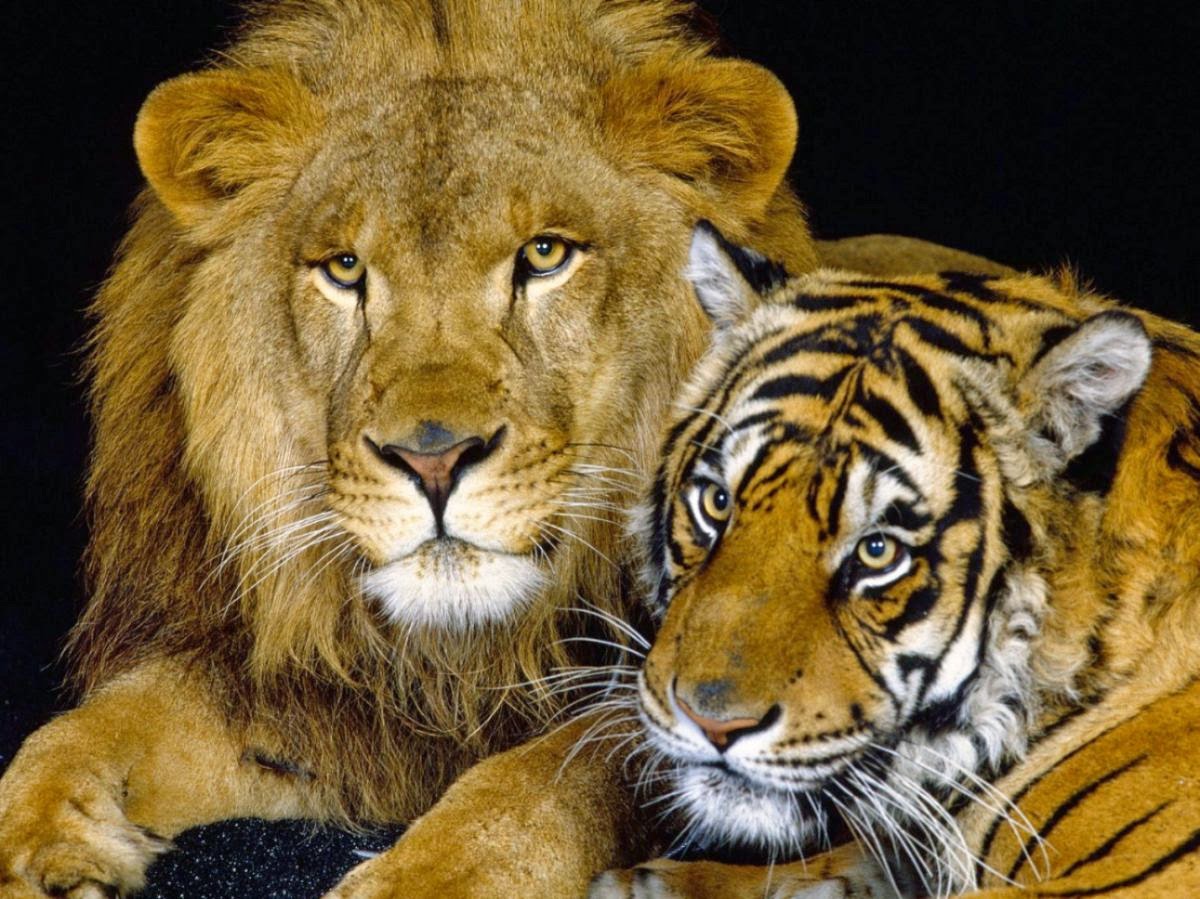 LOS MAMIFEROS: LOS MAMIFEROS