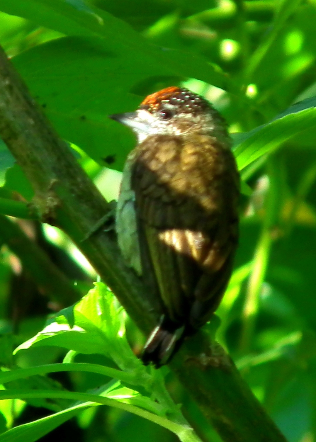 Aves de Jardín . Birds in our garden: Como se llama ese pajarito?