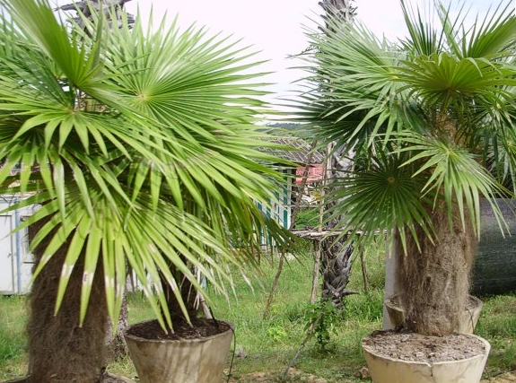 CONCEPTOS PERDIDOS: GUANO