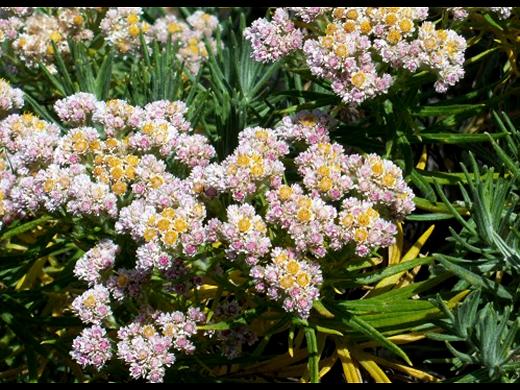 Bunga Edelweis / Bunga abadi | Coteca Adventure