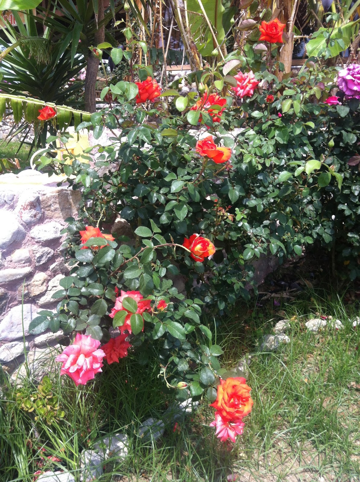 a kid again.: Travel: My tips for a holiday on Kos