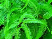 All in One: TUMBUHAN RESAM