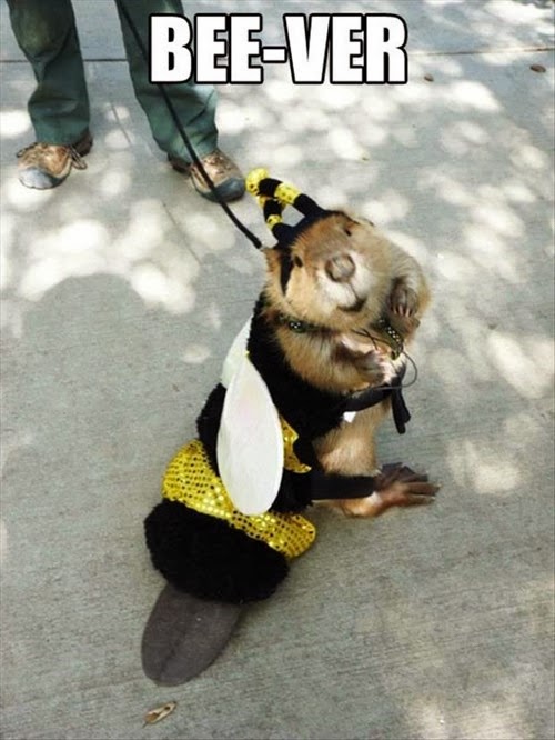 Thinking Pink: Top Five LOL Animals of the Day