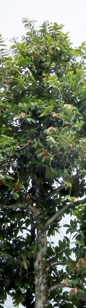 Pakalangan Bojong Tanjung - The uniqueness of Village : BUAH SAMOLO ...