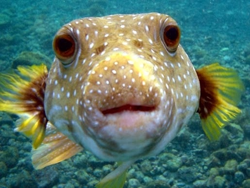 magnitudes do mundo: O FUNDO DO MAR