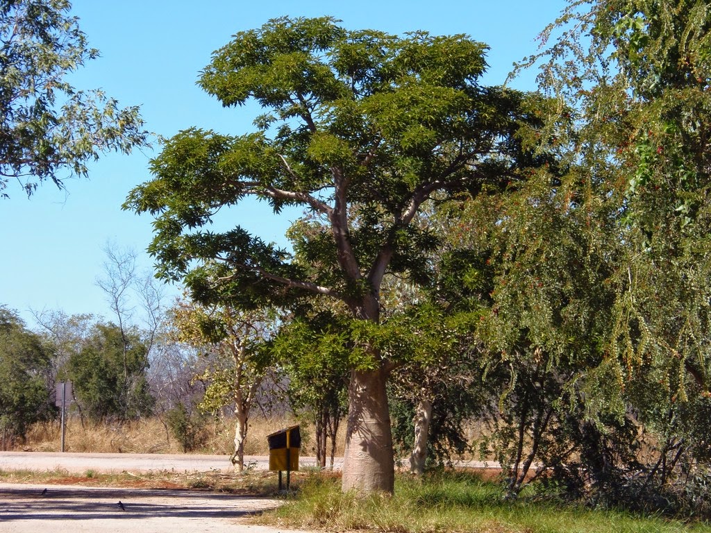 Solo Steve On The Road: THE BOAB TREE REST AREA GREAT NORTHERN HWY WA