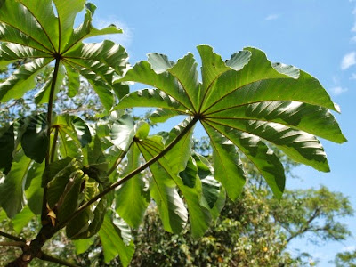 Universo de Luz y Amor: Propiedades medicinales del Ambay