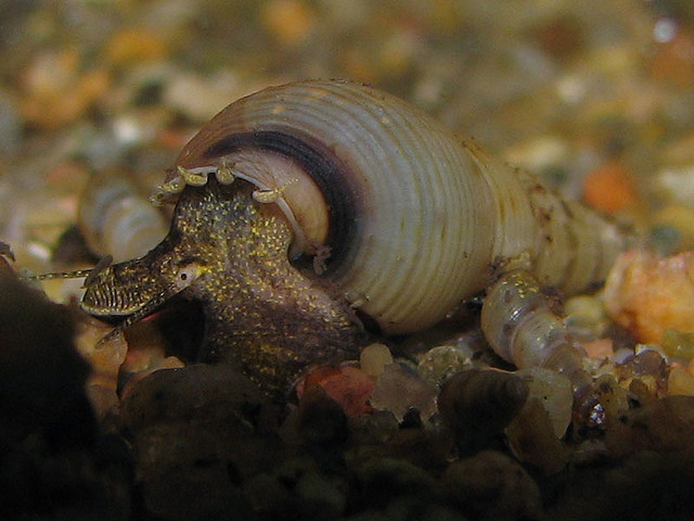 NeuroDojo: Everything is connected: How a snail in a lake helps a crab ...