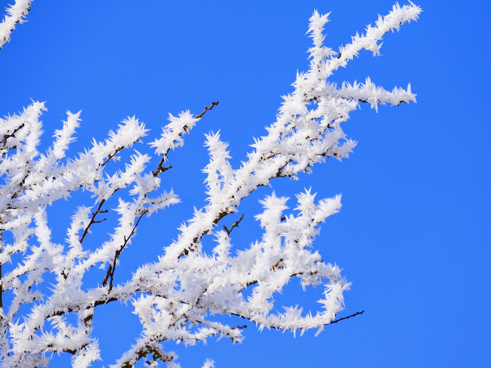 Ilmainen kuvapankki: Ilmainen talvikuva