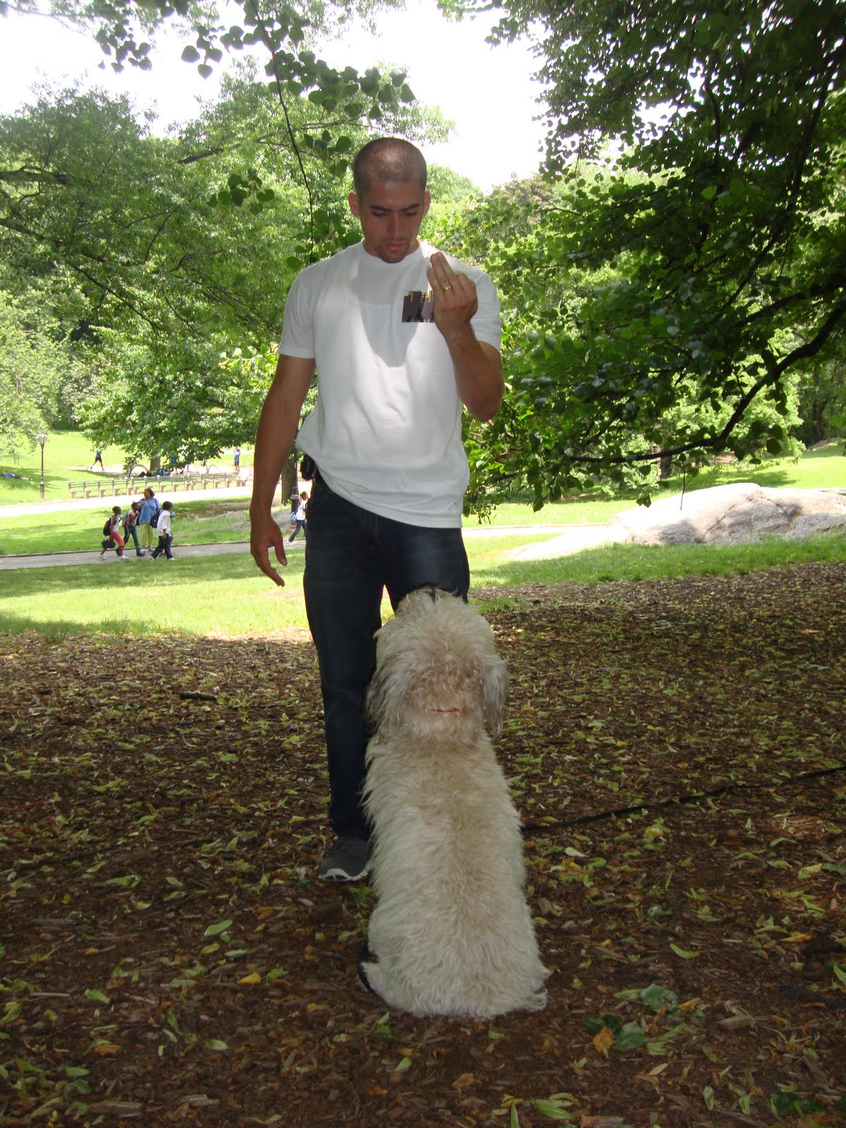 City Dog Pack: The importance of positive and negative reinforcement in ...