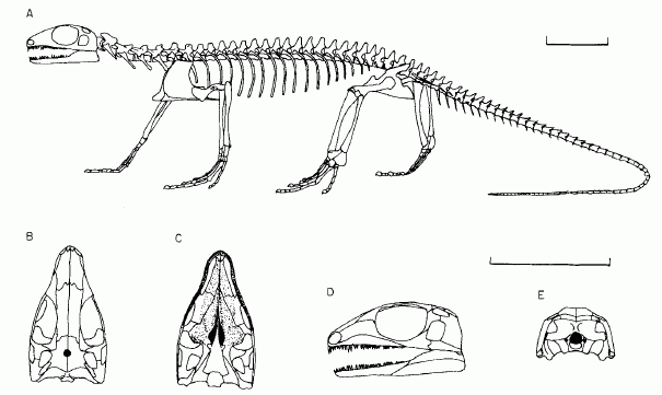 Extinct Animal of the Week: A Load of Anatomy