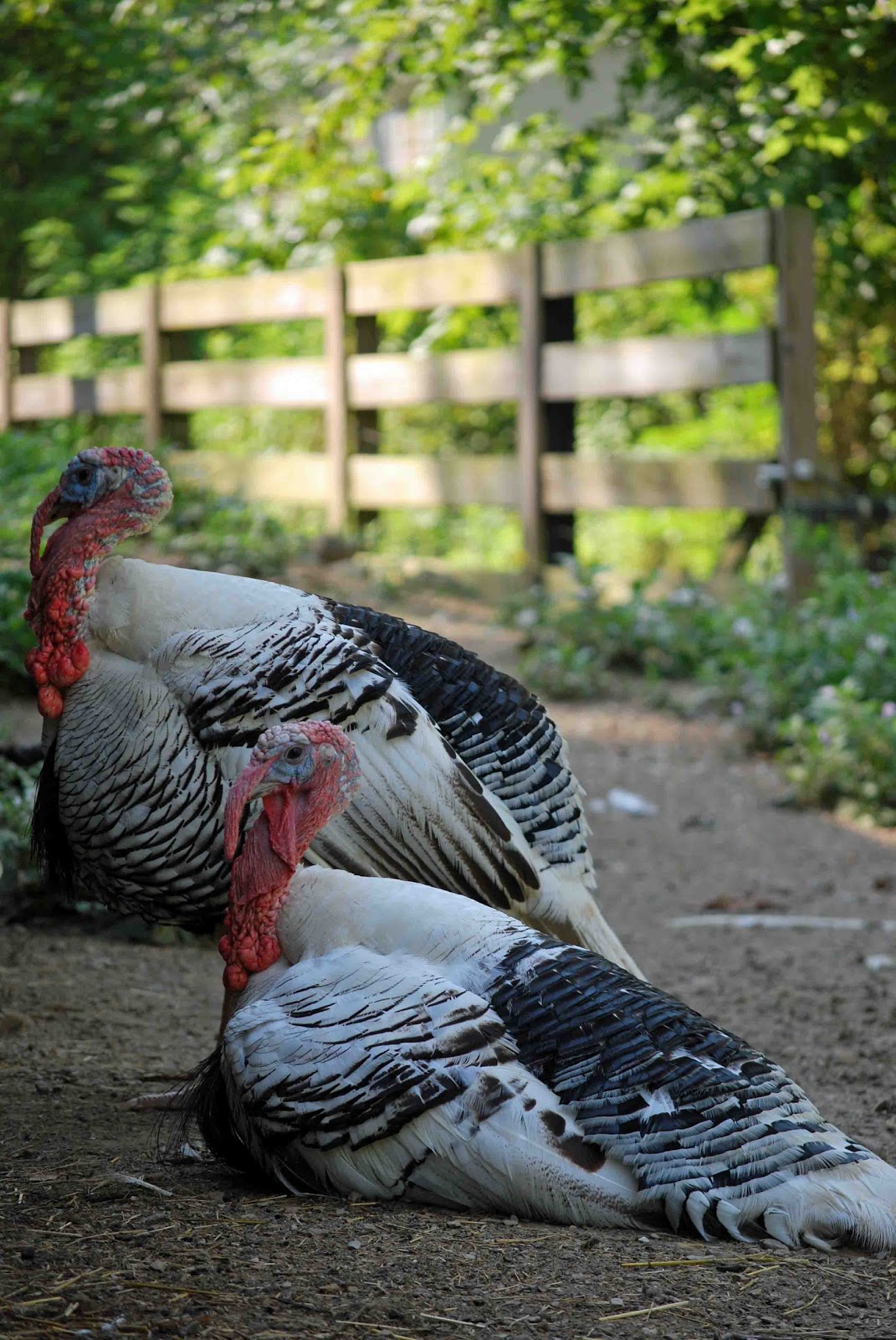 The Country Scrapper