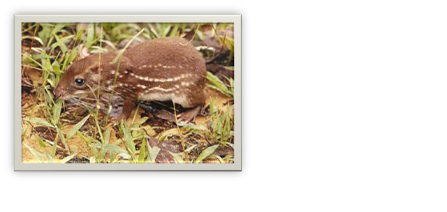FAUNA COLOMBIANA : MAMIFEROS