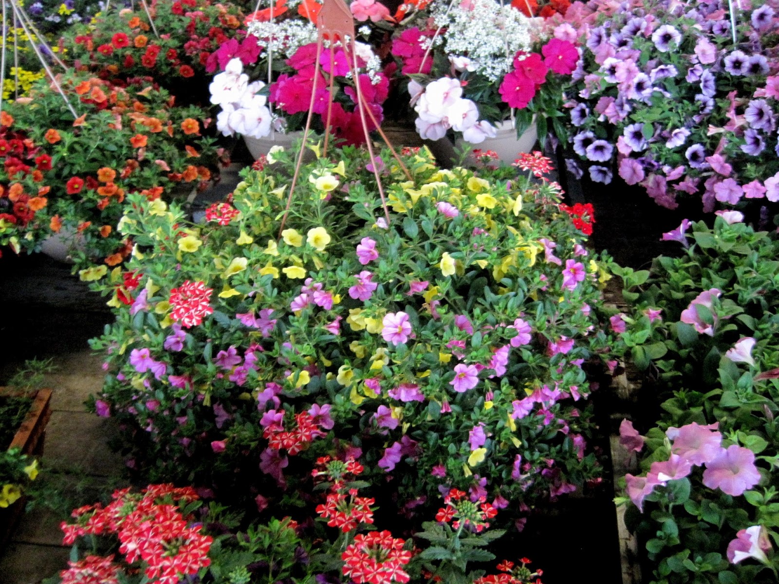 Gone Walkabout 2: Amish Flower Auction