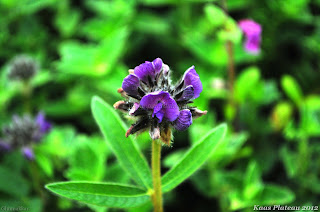 Kaas Plateau: Maharashtra’s own Valley of Flower