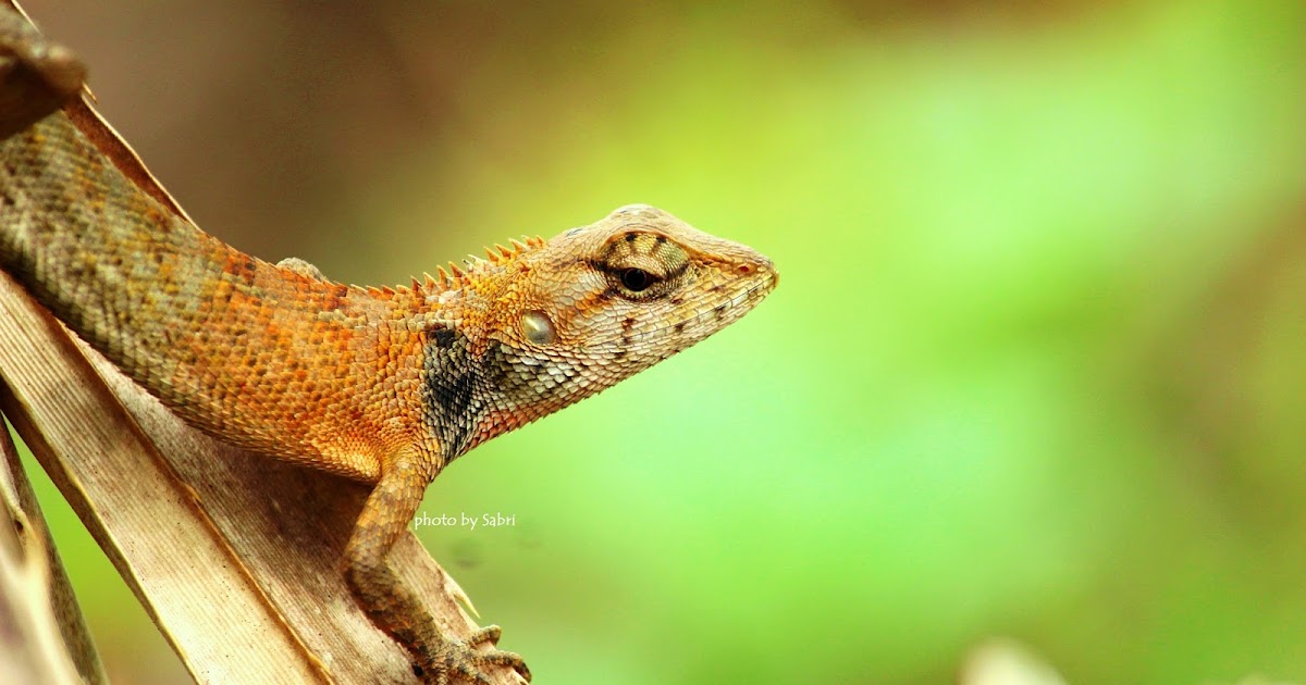BIRD GROUP TAMAN NEGARA: Kenapa berubah warna?