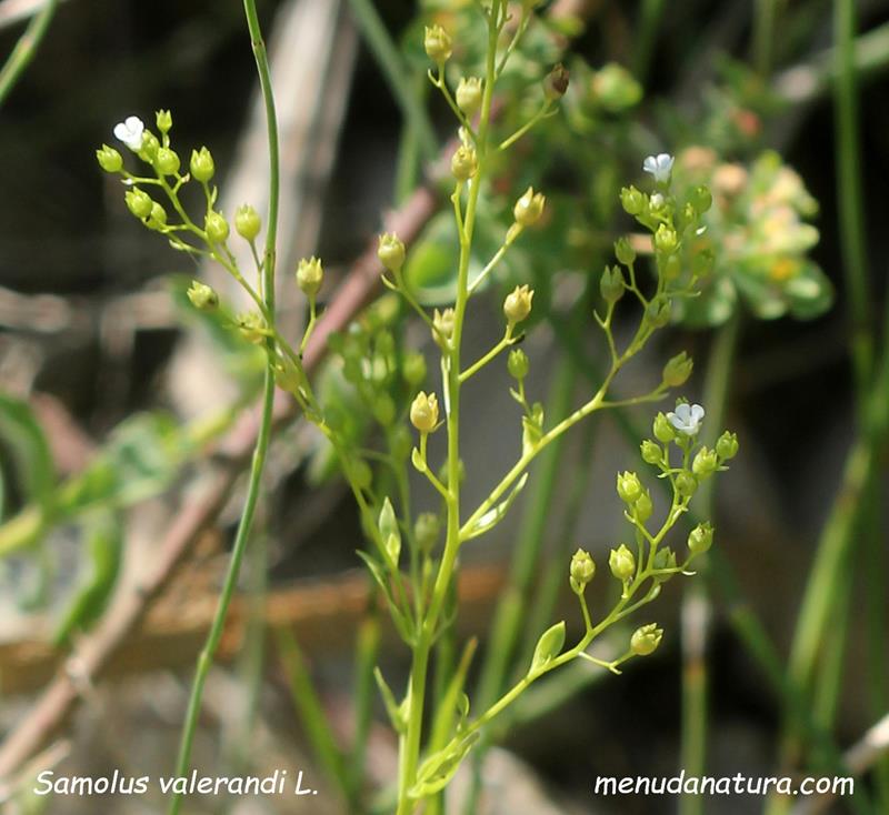 Menuda Natura: Samolus valerandi L.