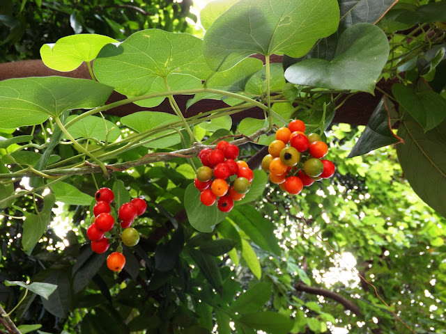 Guloncho, Heart-leaved moonseed, Tinospora cordifolia