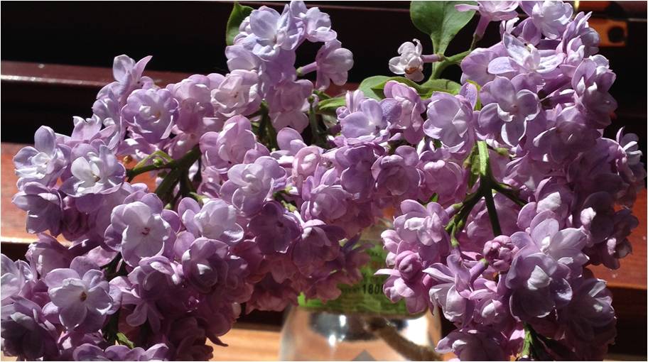 The Mighty Kitchen Garden